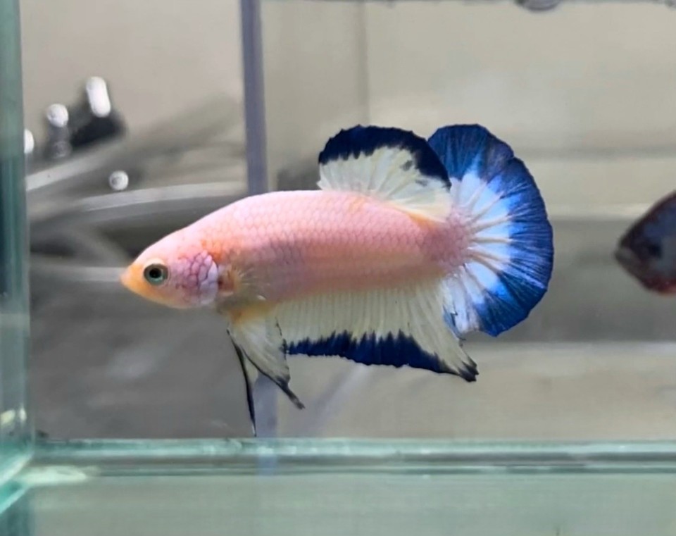Live Betta Fish Blue Rim Male Betta Plakat High Quality USA Breeder ...