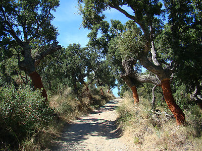 QUERCUS SUBER, Cork Oak, evergreen oak tree knobbly bark, 10cm tall ...