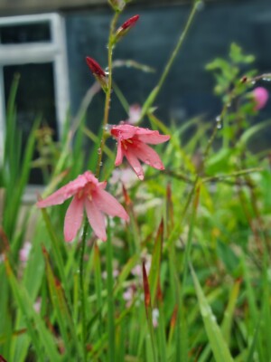 Tritonia Disticha Pink Crocosmia 9cm Pot | eBay UK