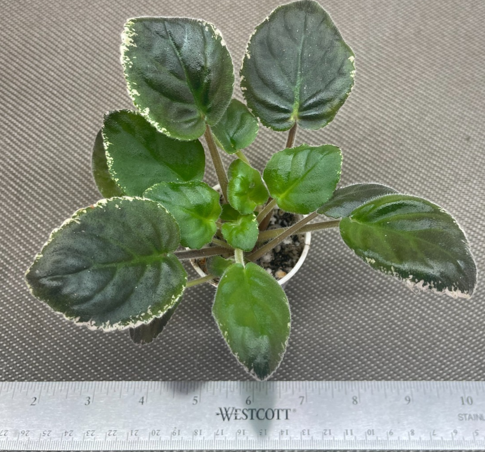 African Violet Plant - VaT-Aromat Glitsiniy ~ Variegated standard | eBay