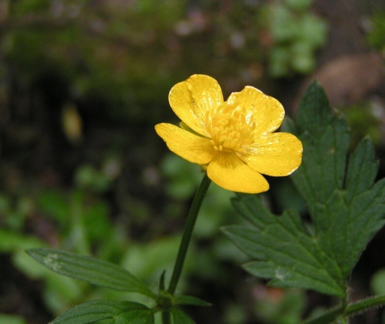 Creeping Buttercup - Ranunculus Repens Perennial Bare Root Package Of ...