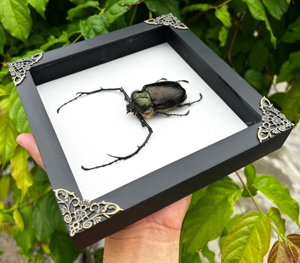 Framed Insect Real Cheirotonus Long Arm Beetle Entomology Taxidermy Oddities | eBay