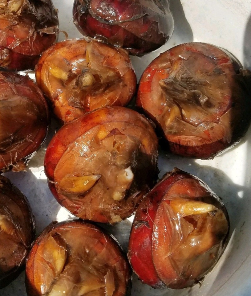 CHINESE WATER CHESTNUTS 8 bulbs (Eleocharis dulcis), edible, extremely ...