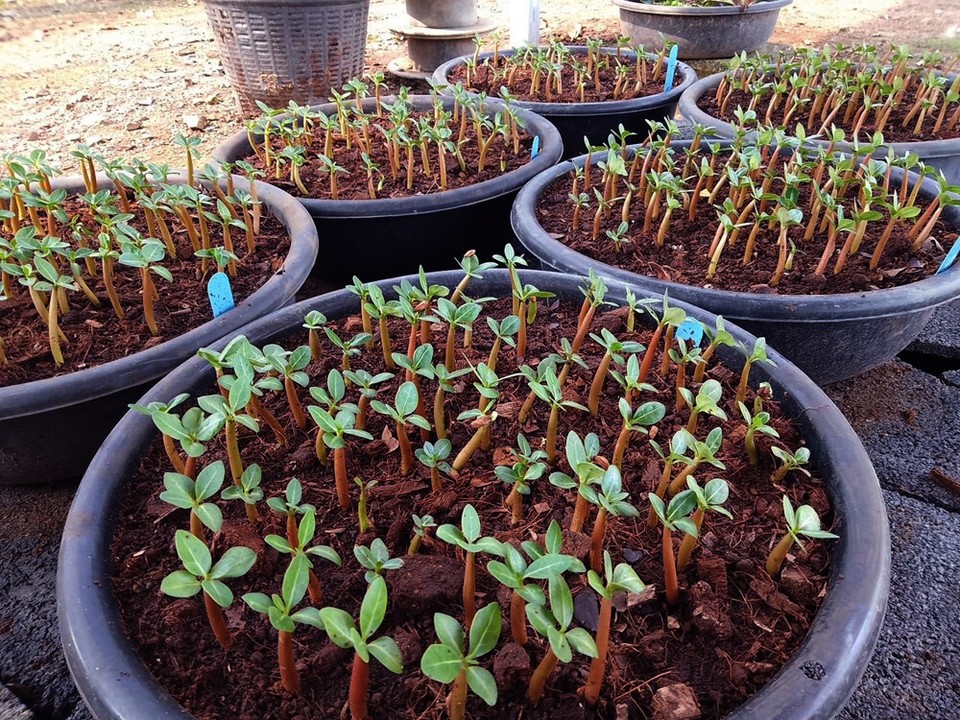 Black Red skin Adenium Arabicum desert rose "Kalamae" 26 Seeds Limited ...