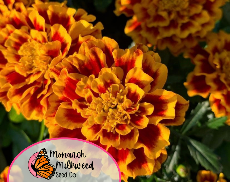 600+ Sparky Marigold Seeds | Heirloom, Non-GMO, Flower Gardening Seeds ...