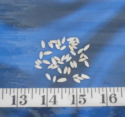 ~ Rice Shells ~ White ~ 45 ~ Vintage Stock ~ Shellcraft ~ Sailor's ...