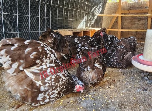 12+ Chocolate Mottled English Orpington Chicken Hatching Eggs | eBay