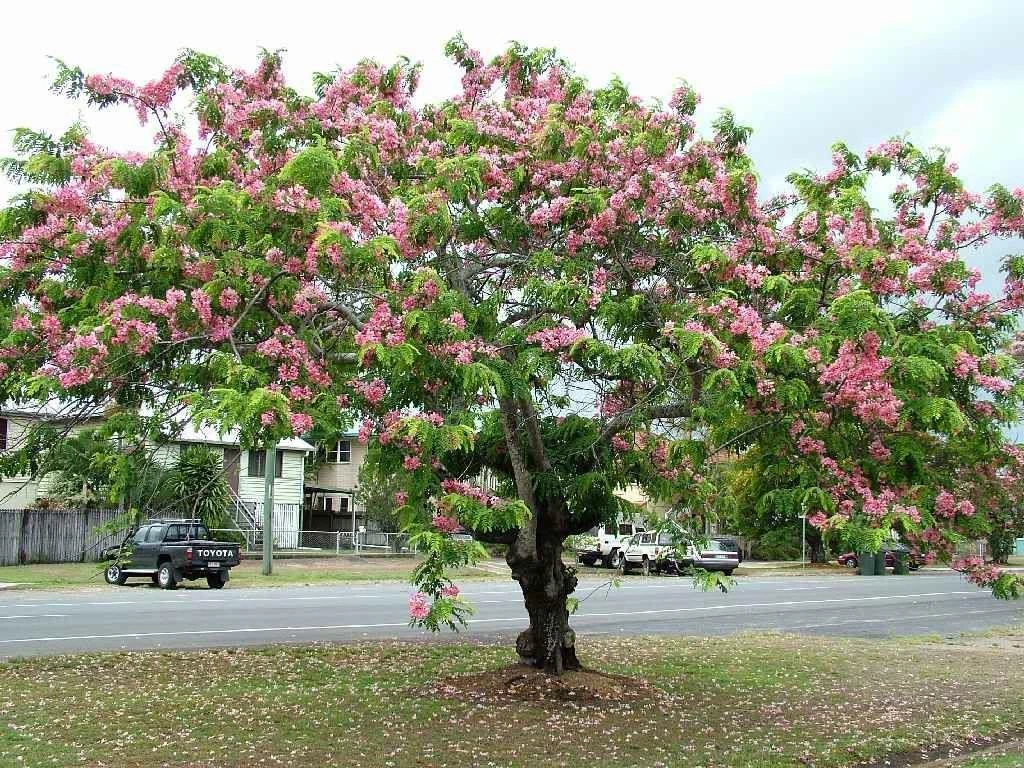 Pink Shower Tree Cassia Javanica