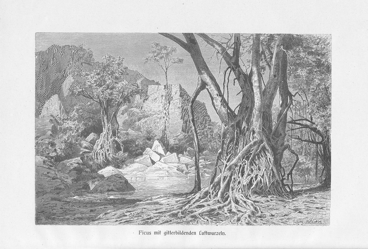 Strangler Fig Tree Drawing