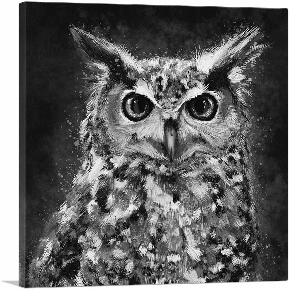 Black And White Owl Photography
