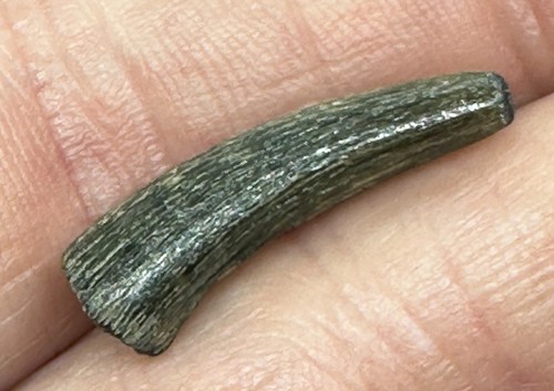 CROCODILE TOOTH FOSSIL MARYLAND RARE CRETACEOUS SPECIMEN not alligator ...