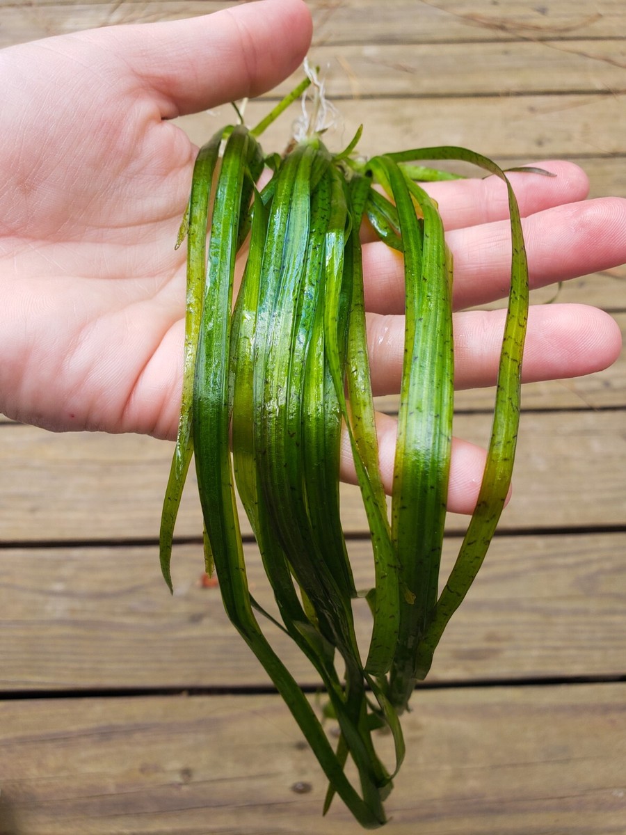 Vallisneria Americana Mini | Vallisneria Gigantea – NBUUP