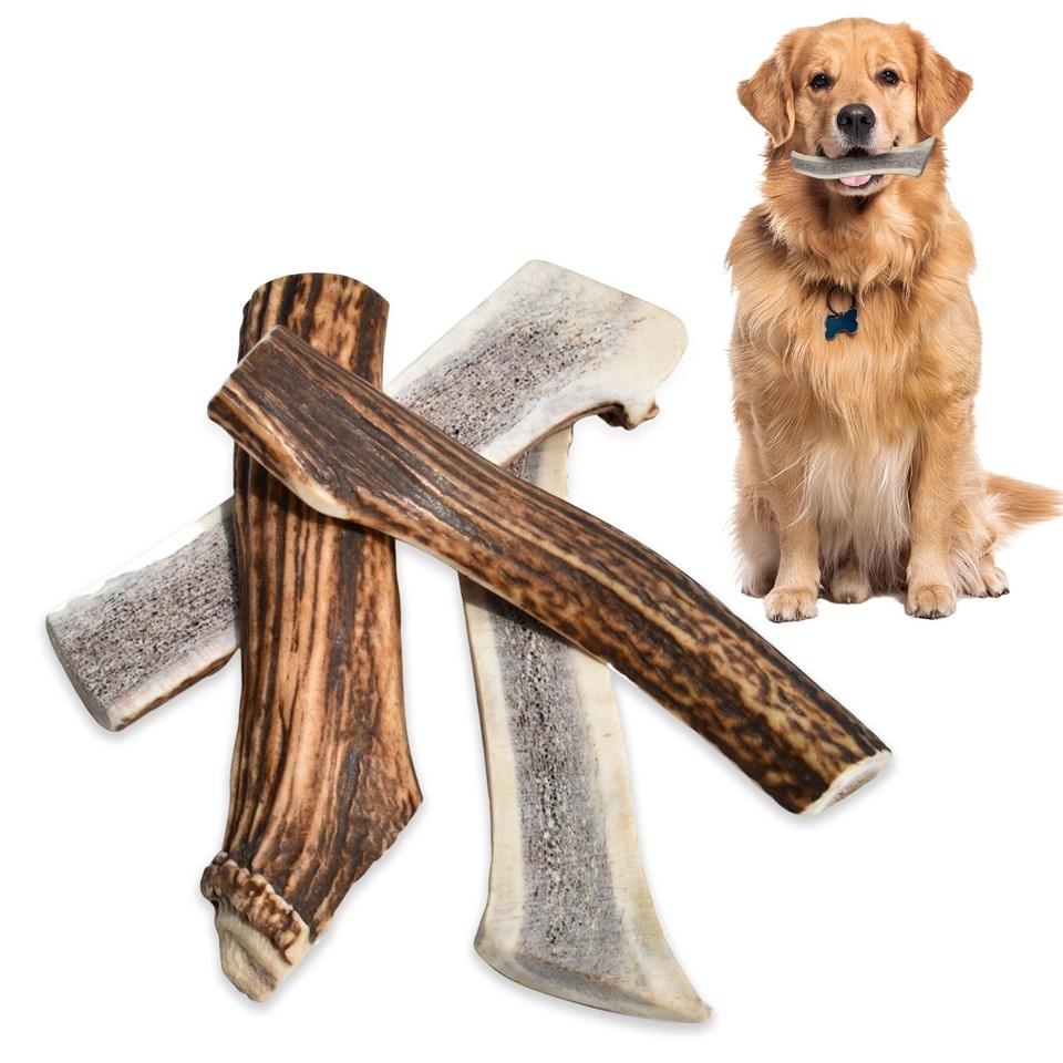 9" Elk Antler Dog Chew – C Grade XL Natural Dog Treat or Craft Supply ...