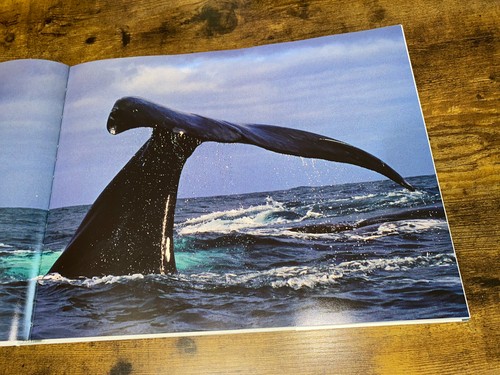2009 Polar Obsession Bear By Paul Nicklen Hardcover Book | eBay