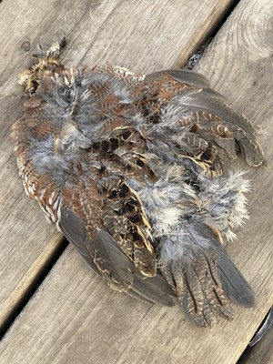 Fly Tying Materials - Partridge Feathers