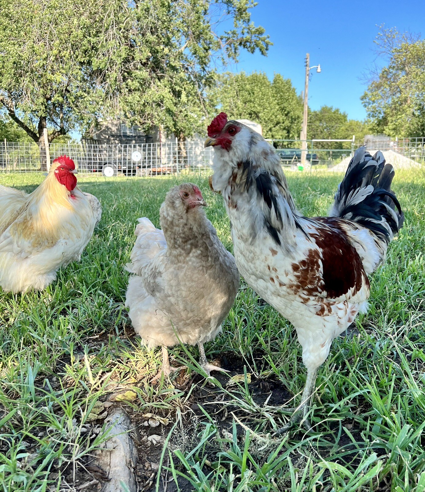 6+ Rare Assorted Chicken Eggs Ameraucana, Easter Eggers EE, Faverolles ...