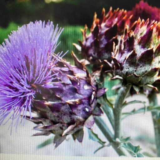 3 potted Cardoon plant,fast growing plant. Hardy Perennial.bee loving ...