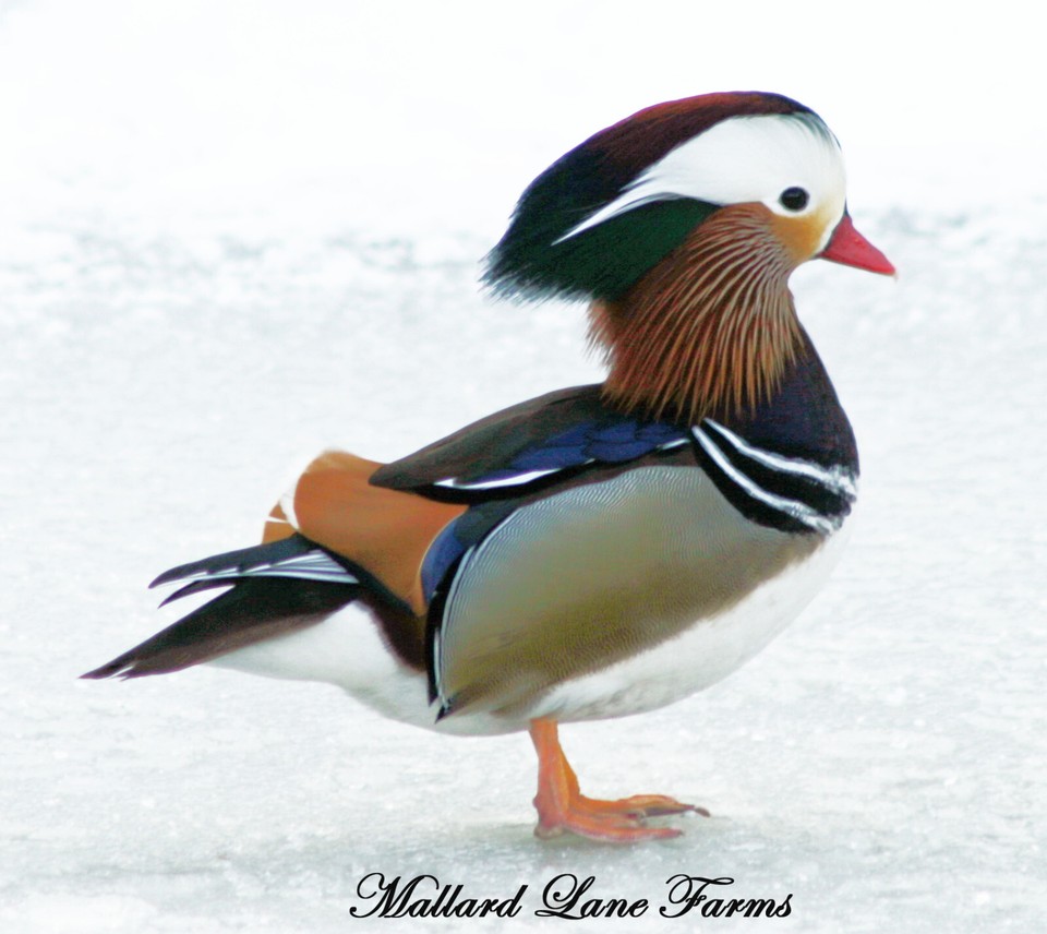 Mandarin Duck Ultimate Package (Not hatching eggs) From Mallard Lane ...