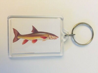 COARSE FISH 50mm x 35mm Key Rings Fishing Roach Perch Barbel Chub Carp ...