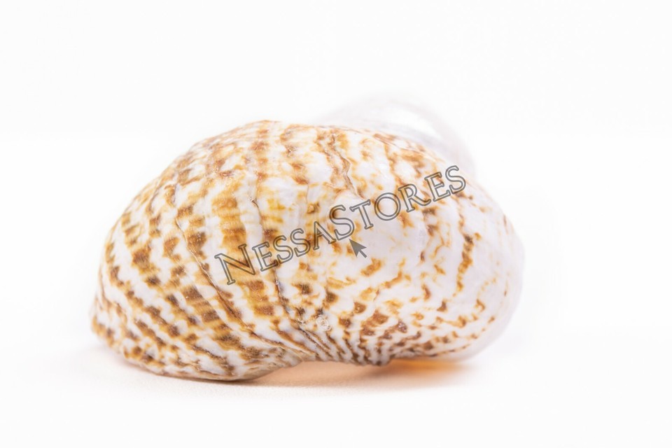 Mexican Turbo Sea Shell Beach Craft Hermit Crab 1 1/2" - 2 1/2" (20 PCS ...