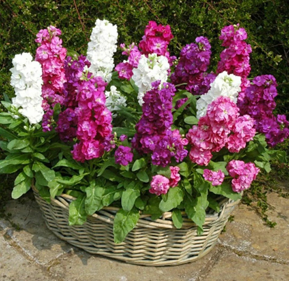 50 Matthiola Mix Stock Flower Seeds- Mix | eBay