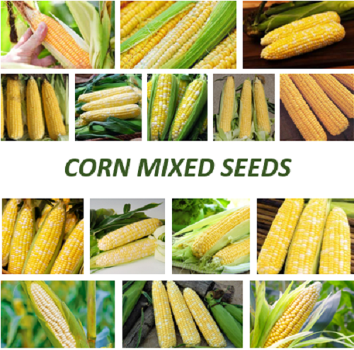 CORN MIX SEEDS Vegetable Seeds Mixed Corn Varieties Mixed Corn Seeds ...