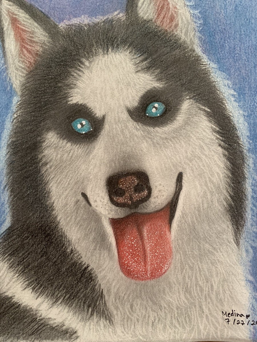 Husky Pencil Drawing