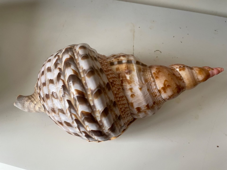 Appraised Large Triton Trumpet (genus Charonia) Sea Snail Shell 13”+ x ...