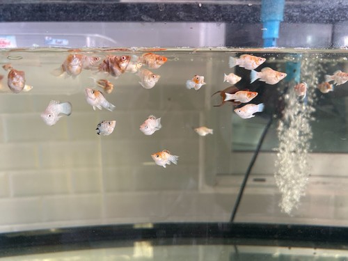 Live Molly Fish Pair 2 Months+ SAKURA / CARAMEL High-quality fresh fish ...
