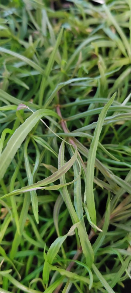 Floratica ¦ Pogostemon Q. 'Octopus' (5x) Live Aquarium Plants Tropical ...