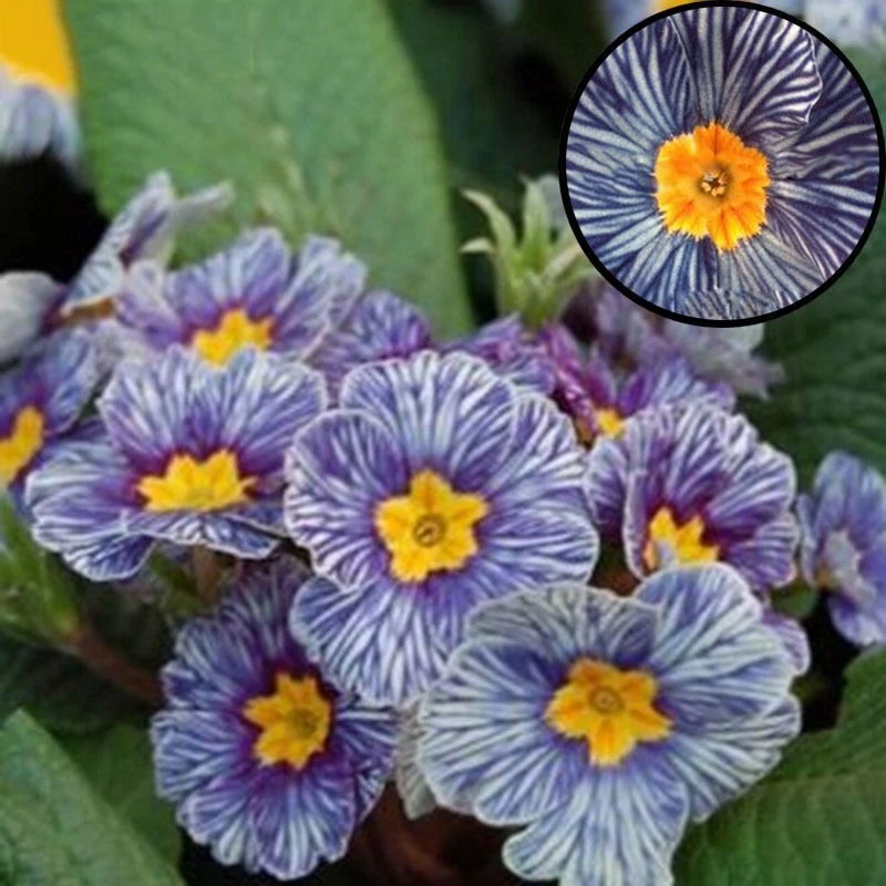 Blue Primrose Flower