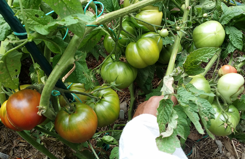 Dwarf Wild Red Fred Tomato - 10 Seeds! | eBay