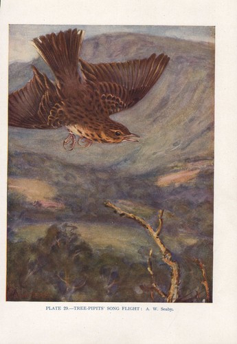 VINTAGE BIRD PRINT ~ TREE-PIPITS' SONG FLIGHT | eBay