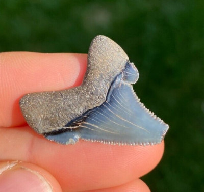GEM! 1.23" GEM ANGUSTIDENS Shark Tooth Teeth Fossil Sharks necklace ...