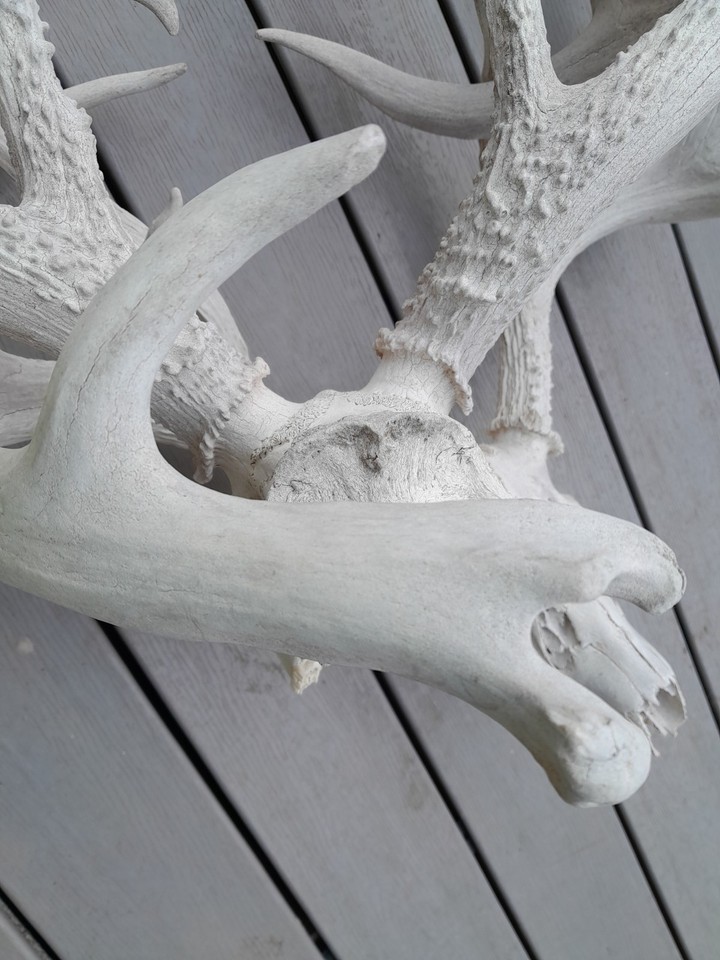 locked whitetail deer antlers | eBay