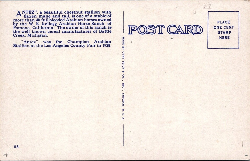 Postcard Horse Antez Golden Chestnut Arabian Stallion | eBay