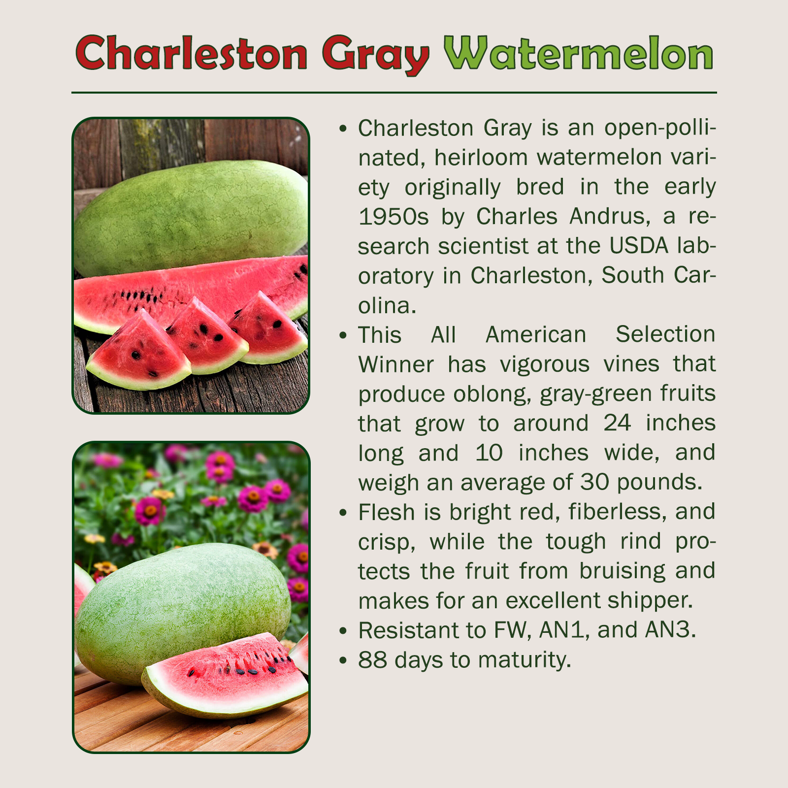 10 Charleston Gray Watermelon Seeds, Heirloom, Non-GMO, Genuine USA | eBay
