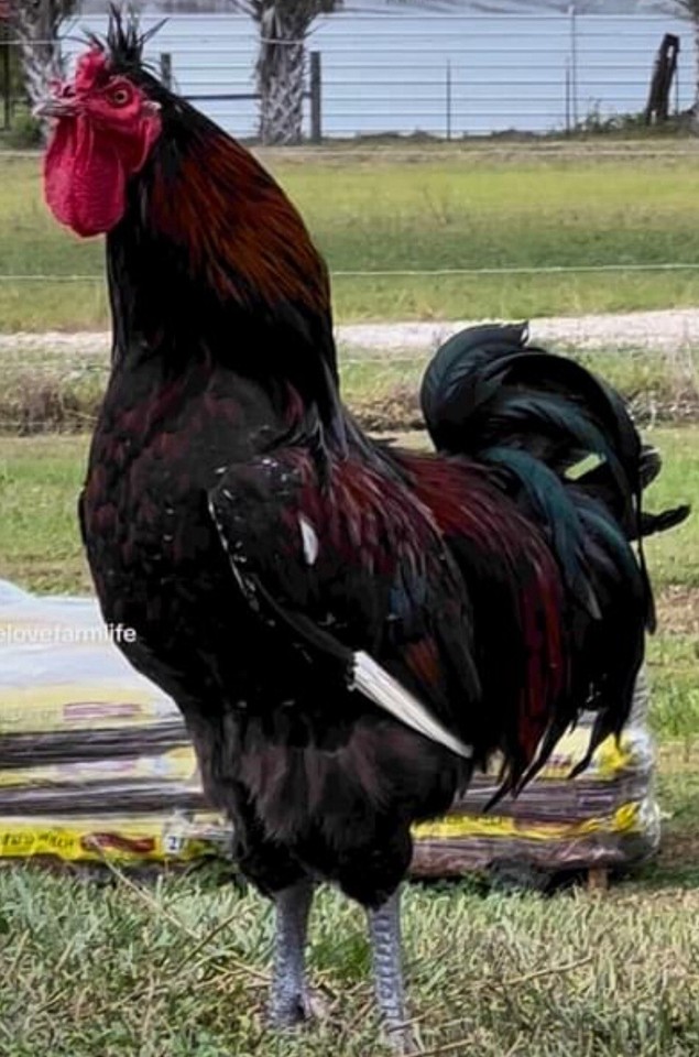 5+ Rare Sanjak Longcrower Chicken 💛 Hatching Eggs 🥚 Large Breed Unique ...