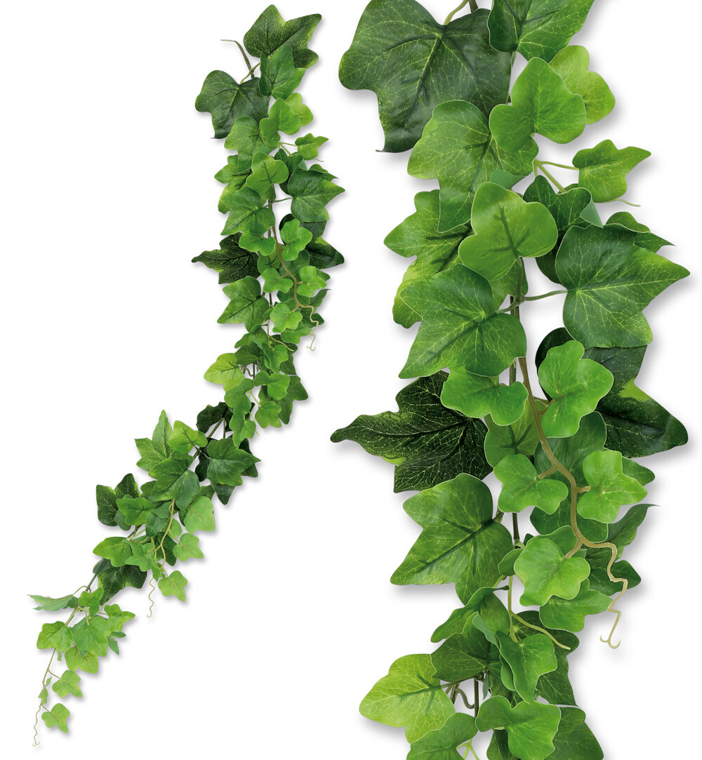 Ranke Efeu, ca. 100 cm | eBay.de