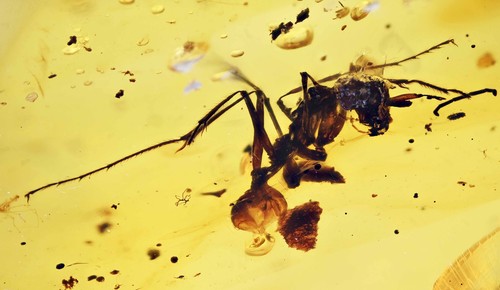 Extinct Sphecomyrma Ant, Fossil inclusion in Burmese Amber | eBay