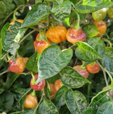 Chili Bolivian Bumpy 10 Samen | eBay