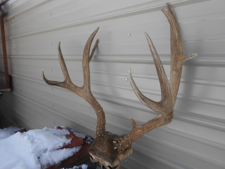 26" wide HEAVY TALL 184 1/8 6x5 Colorado MULE DEER RACK antlers ...