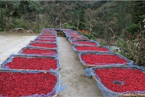 500g Fructus Corni Cornus Officinalis Cornelian Cherry Dogwood. | eBay