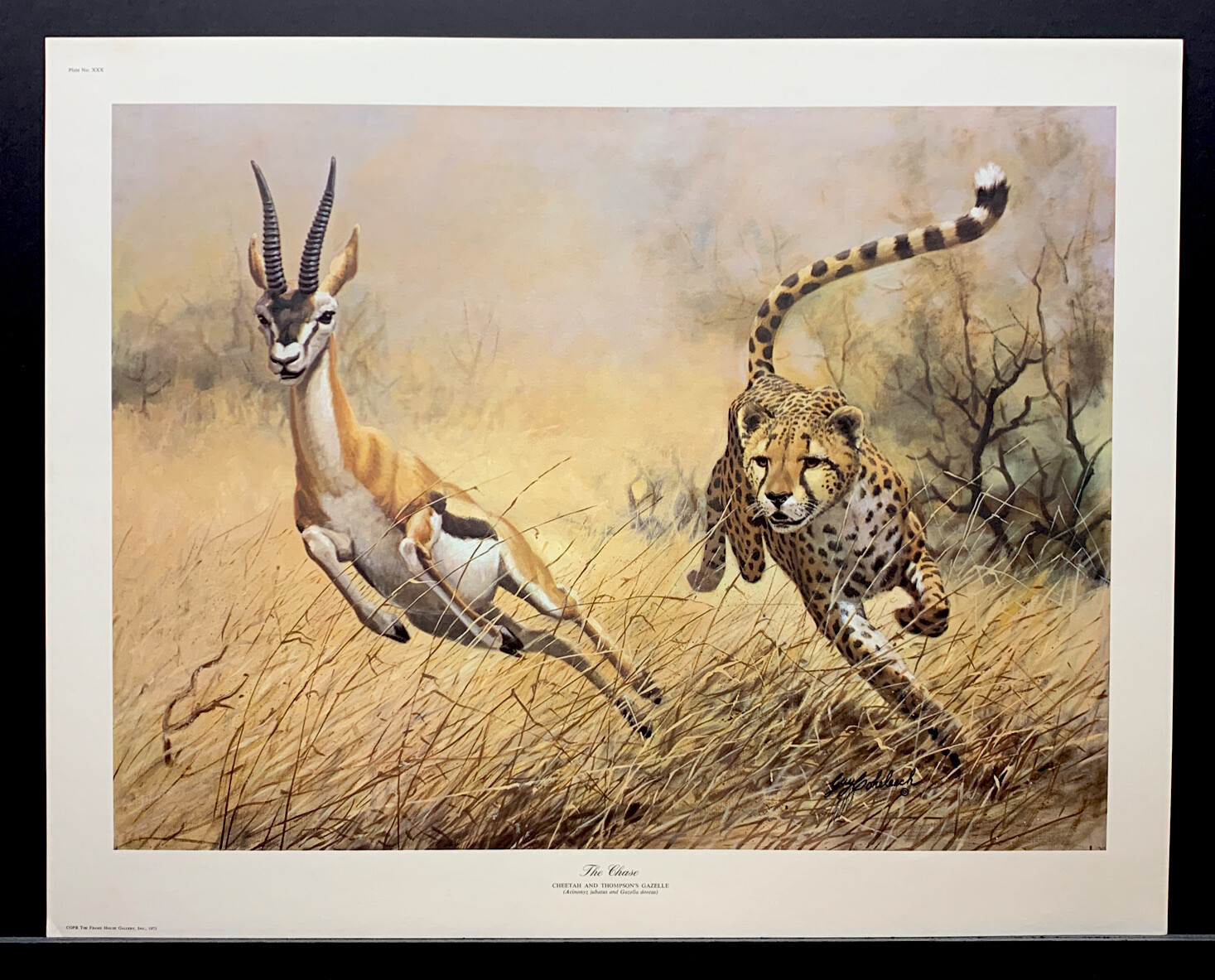 Cheetah Chasing Gazelle