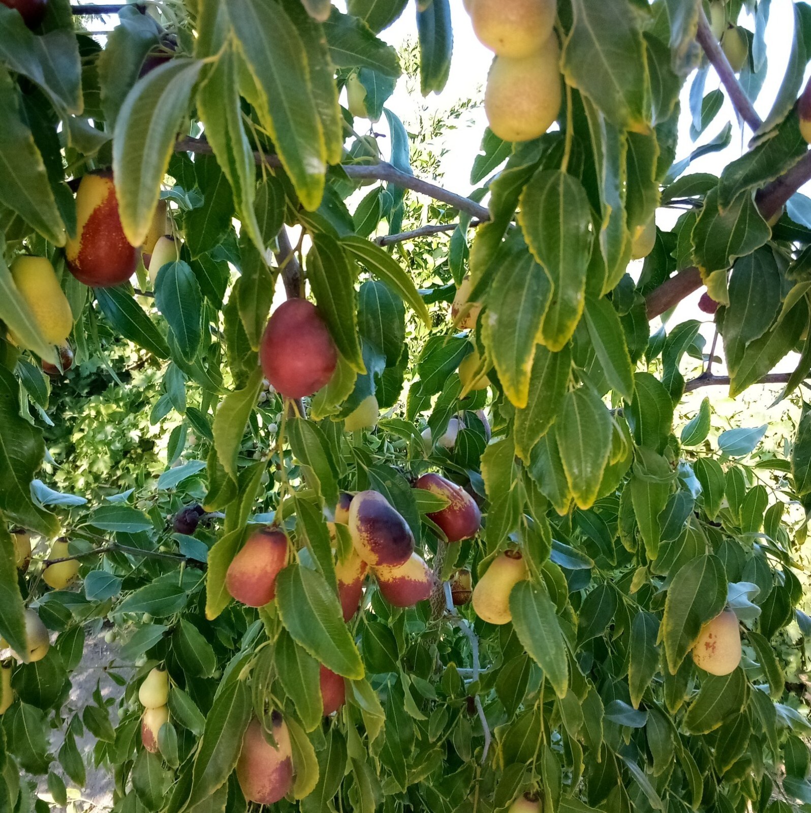 T607A (2) Lang Jujube Tree 8" Cuttings For Grafting ScionWood/Scion/Bud ...