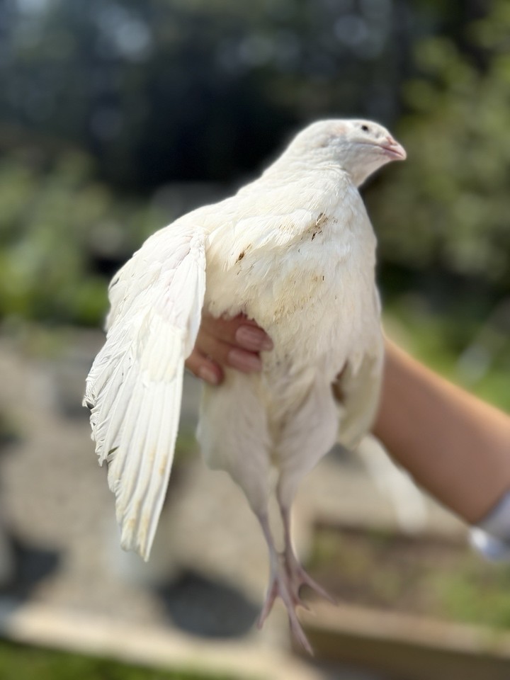 50 + Extra Hatching Quail Eggs - Fertile Wild Coturnix XXL Jumbo ...