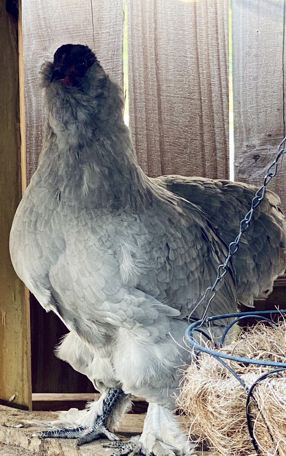 6+ Ameraucana & Easter Egger CHICKEN Hatching EGGS | eBay