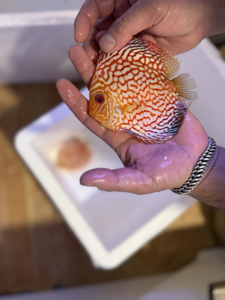 2x Pigeon Discus 5” inch Fish Aquarium (over night shipment) | eBay