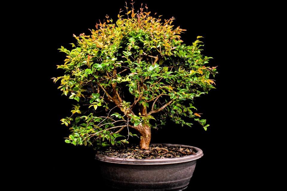 2ft LIVE Myrciaria Cauliflora Precoce - Dwarf Jaboticaba - Brazilian ...