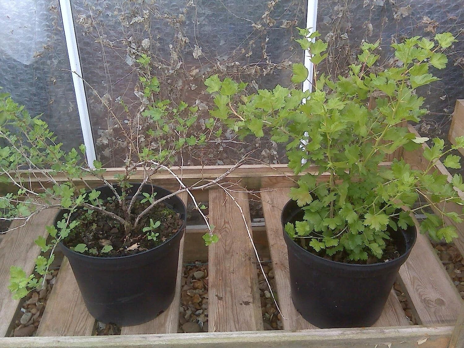 Myco Evolution 1 Lb Mycorrhizae Root Fungi Granular Mycorrhizal 134 ...